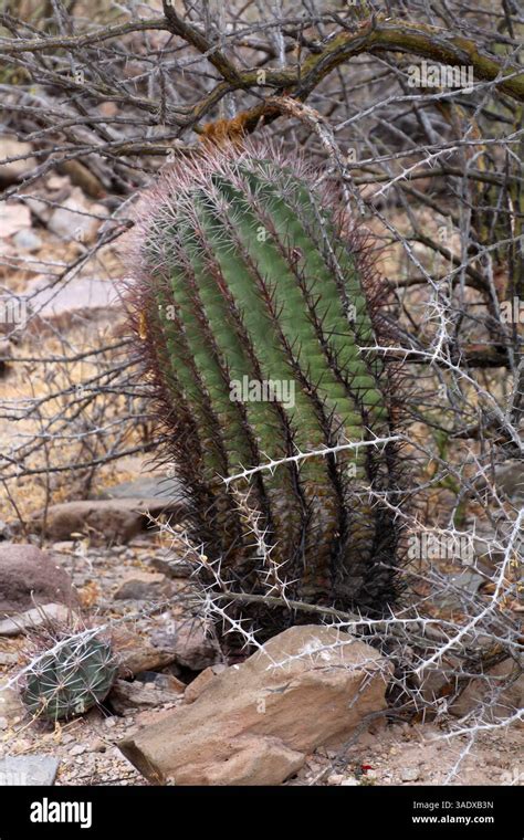 Mother In Laws Chair Cactus Echinocactus Grusonii Close Up In The