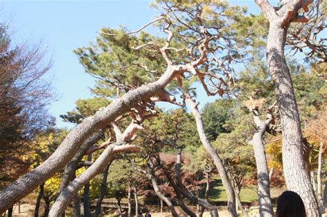 소나무 종류 특징 알아보기 네이버 블로그
