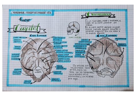 Hueso Occipital Del Cuerpo Humano Apuntes De Anatomía Aplicada Docsity