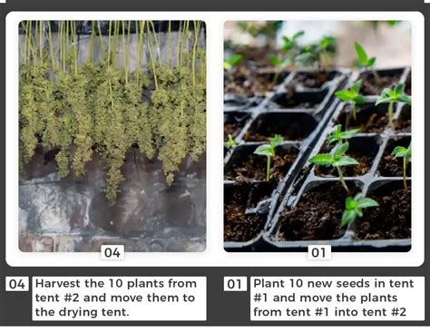 Perpetual Harvest: How to Maintain and Grow Unlimited Weed!