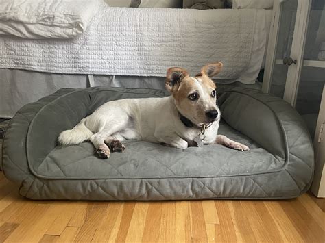6 Best Dog Beds Best Dog Beds For Large And Small Dogs