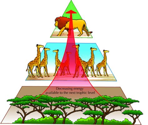 2 3 Feeding Relationships Interactions And Interdependence Within The