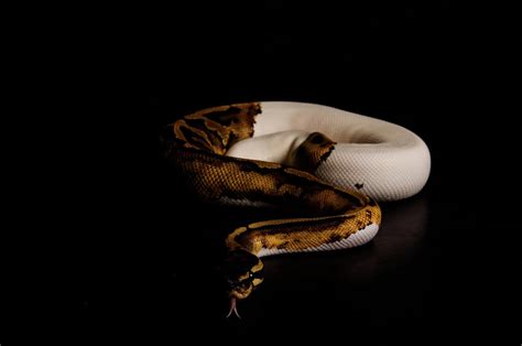 Pied Ball Python Tongue Flick Photograph By Kevin Batchelor Photography