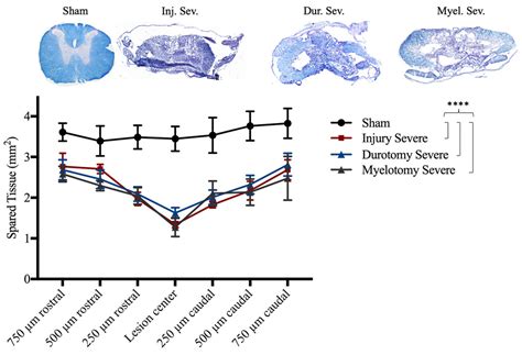 A Decrease In The Neuroprotective Effects Of Acute Spinal Cord