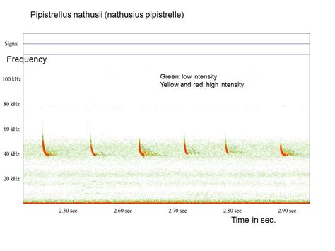 Bat Sound Diagrams Bat Detectors With Time Expansion Furesø