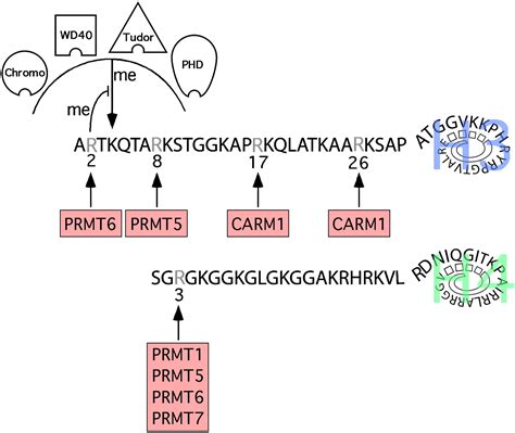 Protein Arginine Methylation In Mammals Who What And Why Molecular Cell