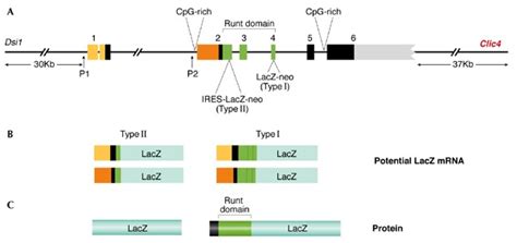 The Runx3 Genomic Locus Including The Neighbouring Genes And The