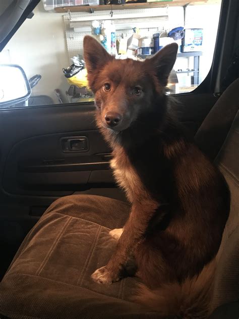 Does She Looks Like An F2 Or F3 I Dont Really Remember What The Breeder Said A Year And A Half