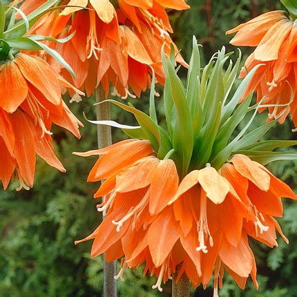 Рябчики: виды и сорта, выращивание и уход - Flowers.ua