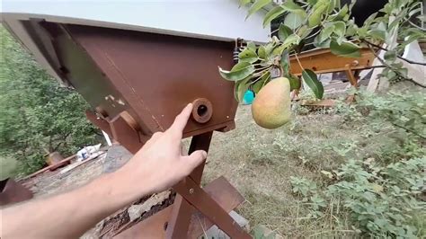 Стесняване входа на кошер срещу нападения от оси и стършели Youtube