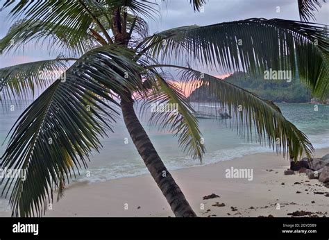 Beautiful Palm Trees At The Beach On The Tropical Paradise Islands