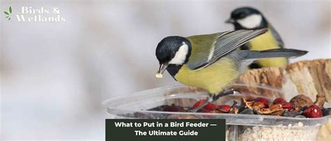 What To Put In A Bird Feeder The Ultimate Guide Birds Wetlands