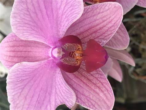 Movie And Free Popcorn Plants Behaving Badly Sex And Lies