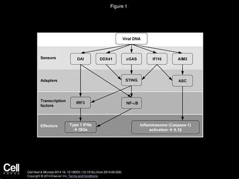 Greg J Towers Mahdad Noursadeghi Cell Host And Microbe Ppt Download