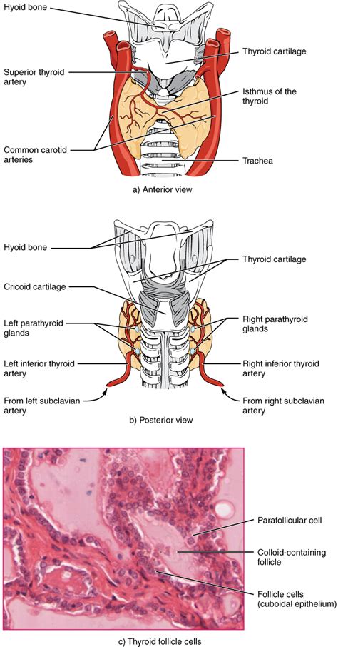 Head And Neck Anatomy The Lecturio Online Medical Library