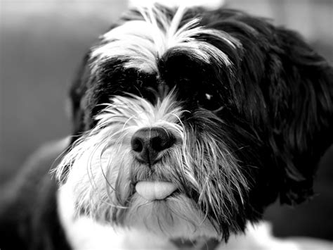 Black Tibetan Terrier