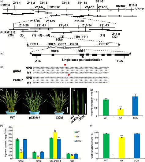 Map‐based Cloning And Complementation Test A The Ls1 Locus Was Download Scientific Diagram