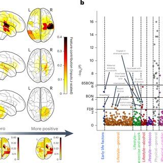 Third Whole Brain Asymmetry Pattern A Brain Maps Implicate Ipsilateral Download Scientific