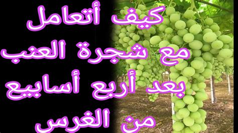 كيف أقوم بتربية أشجار العنب من أجل تسريع النمو Youtube