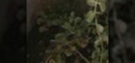 How To Make Your Own Simple Worm Bin « Eco Friendly Wonderhowto