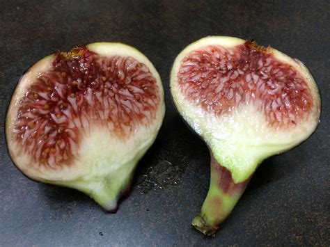 Violette de Solliès french fig farm