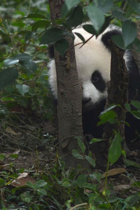 成都大熊貓基地內外的滾滾們 雖然明知它是熊，但依然喜歡的不行 每日頭條