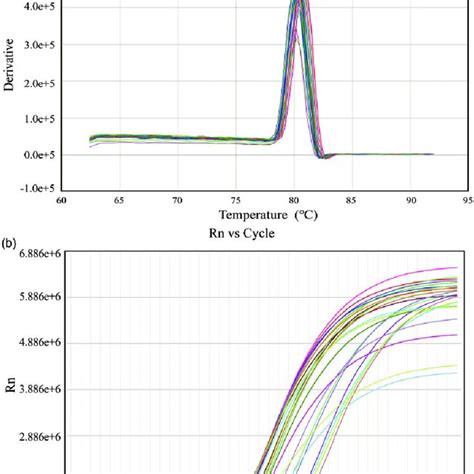 Dissociation And Amplification Curves Of Real Time Polymerase Chain