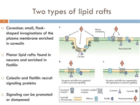 PPT Three Decades Of Questions On Lipid Rafts PowerPoint Presentation