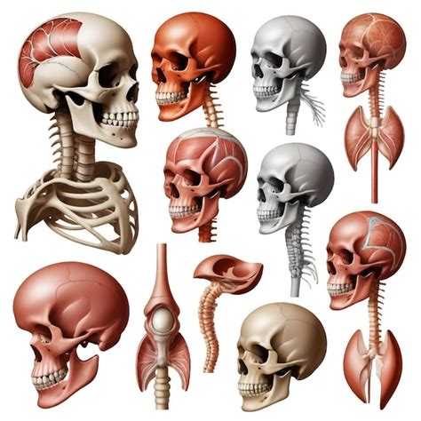 Premium Vector A Collection Of Skulls Including One With A Long Thin Long Curved And Long