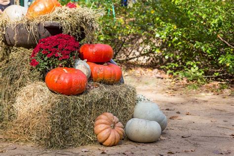 The Autumn Holiday Of Farmers Is The Day Of Adyghe Cheese A Product Of