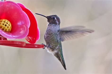 Ebird Checklist 4 Oct 2022 4030 South Best Court 7 Species