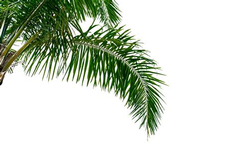 Leaf Coconut Tree Isolated 33228993 Png
