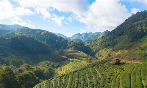 Where To Stay In Cameron Highlands Guide To The Best Places To Stay