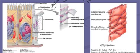 Junctions Flashcards Quizlet