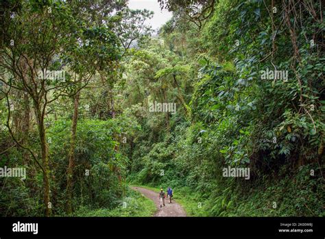 Parque Nacional Naturale Immagini E Fotografie Stock Ad Alta Risoluzione Alamy