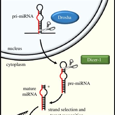 Mirna Biogenesis The Mirna Biosynthesis Pathway In Drosophila