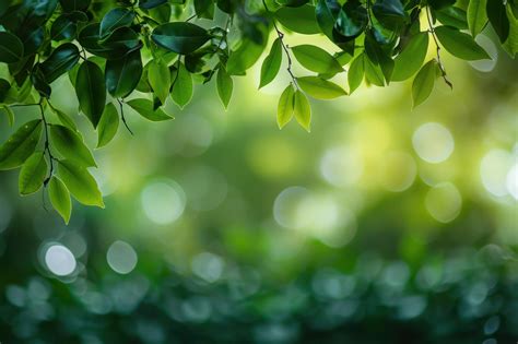 Premium Photo Green Bokeh On Nature Blur Background