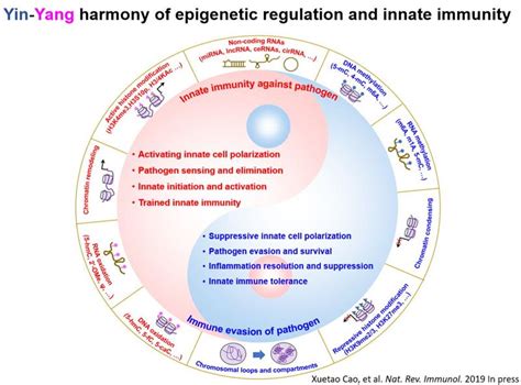 曹雪涛《nat Rev Immunol》发表综述阐述抗感染固有免疫反应的表观遗传调控 中国免疫学会