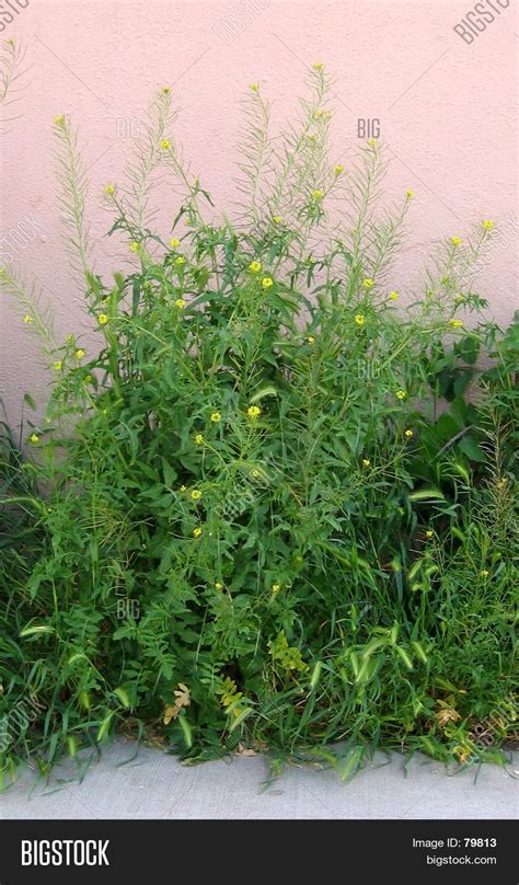 London Rocket Weed Image And Photo Free Trial Bigstock