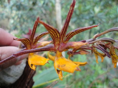 Mormodes Lineata · Inaturalist Mexico