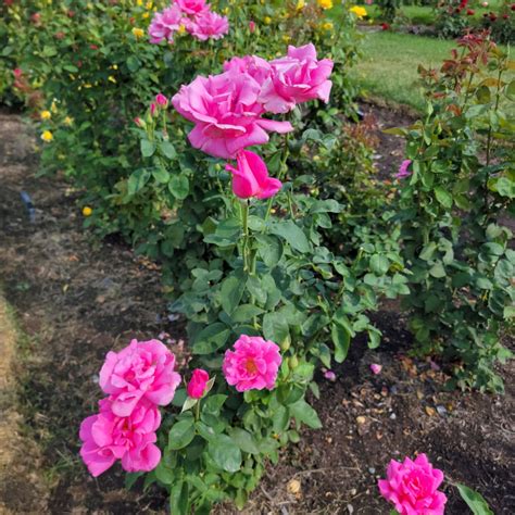 Perfume Delight Rose Plants Express