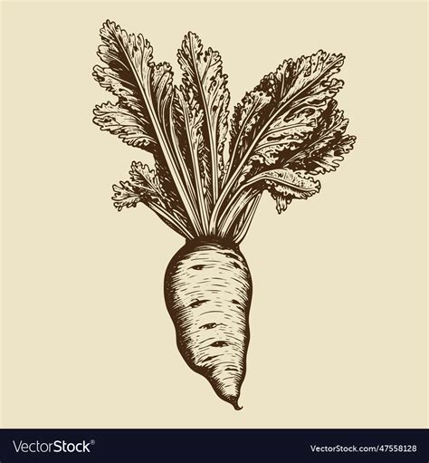 Parsnip Drawing Isolated Hand Drawn Engraved Style