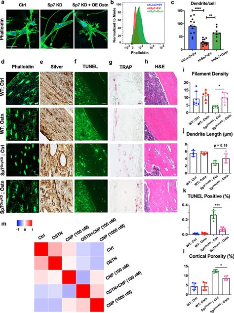 Exogenous Osteocrin Rescues Skeletal Phenotypes Associated With Sp7