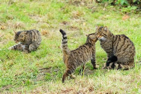 ¿por Qué Los Gatos Mueven La Cola ¡descúbrelo