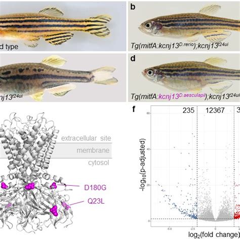 Molecular Basis Of Kcnj13 Evolution Between D Rerio And D Aesculapii