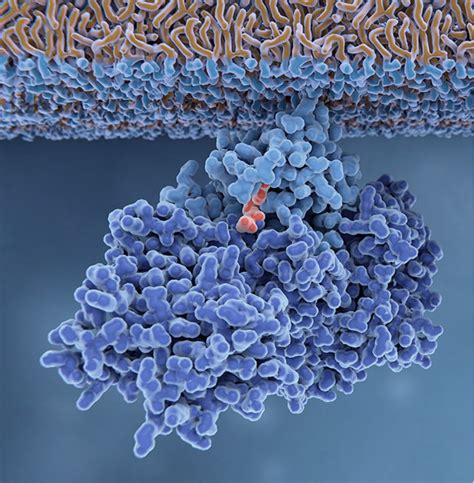 Our GTP-bound KRAS Technology - Kestrel Therapeutics