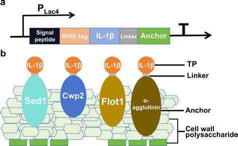 A Yeast Surface Display Platform For Screening Of Non Enzymatic Protein Secretion In