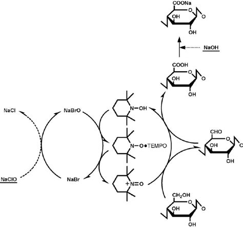 Schematic Representation Of The Regioselective Oxidation Of Cellulose