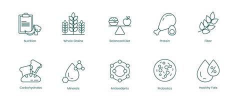 종합적인 영양 벡터 아이콘 통곡물 균형 잡힌 식단 단백질 섬유질 탄수화물 미네랄 항산화제 프로바이오틱스 건강한 지방 0명에 대한 스톡 벡터 아트 및 기타 이미지 Istock