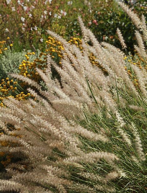 Grass Pennisetum Alopecuroides Cassian Stock Image Image Of Schist